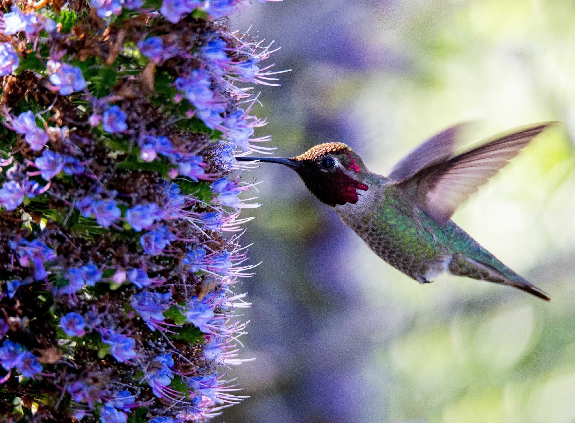 Nature Positive et engagements pour la biodiversité | ETHICIA